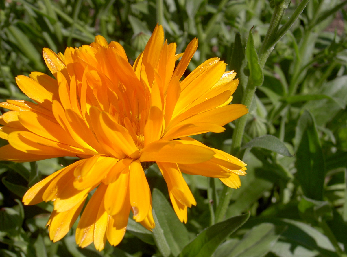 Calendule, facile et si éclatante de vie ! – Marie-Claude Sagala